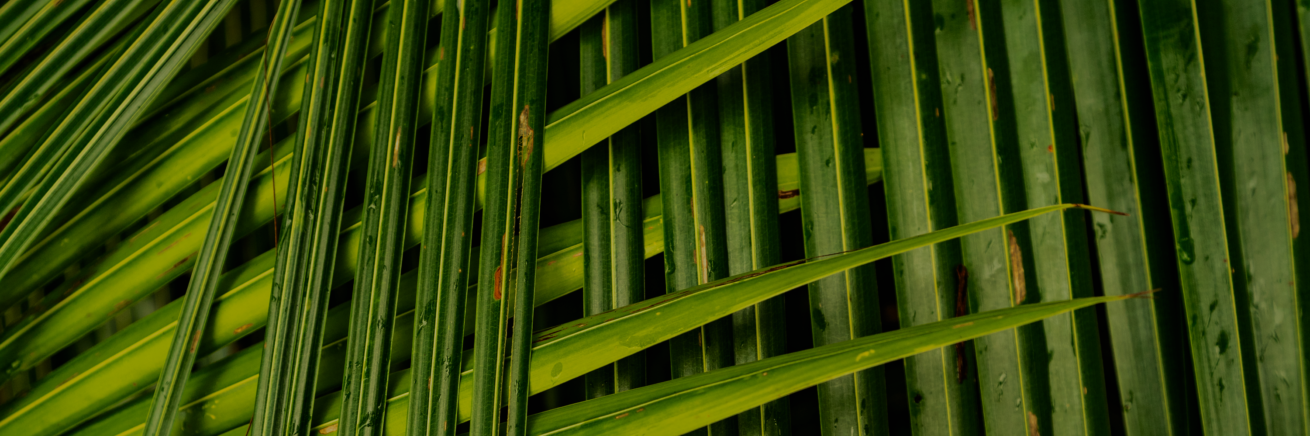 Home [www.niatero.org]