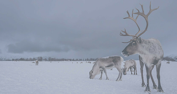 Home [www.niatero.org]